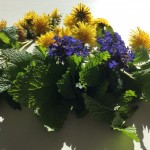 Biofera di Canzo - Foglie di Alchemilla